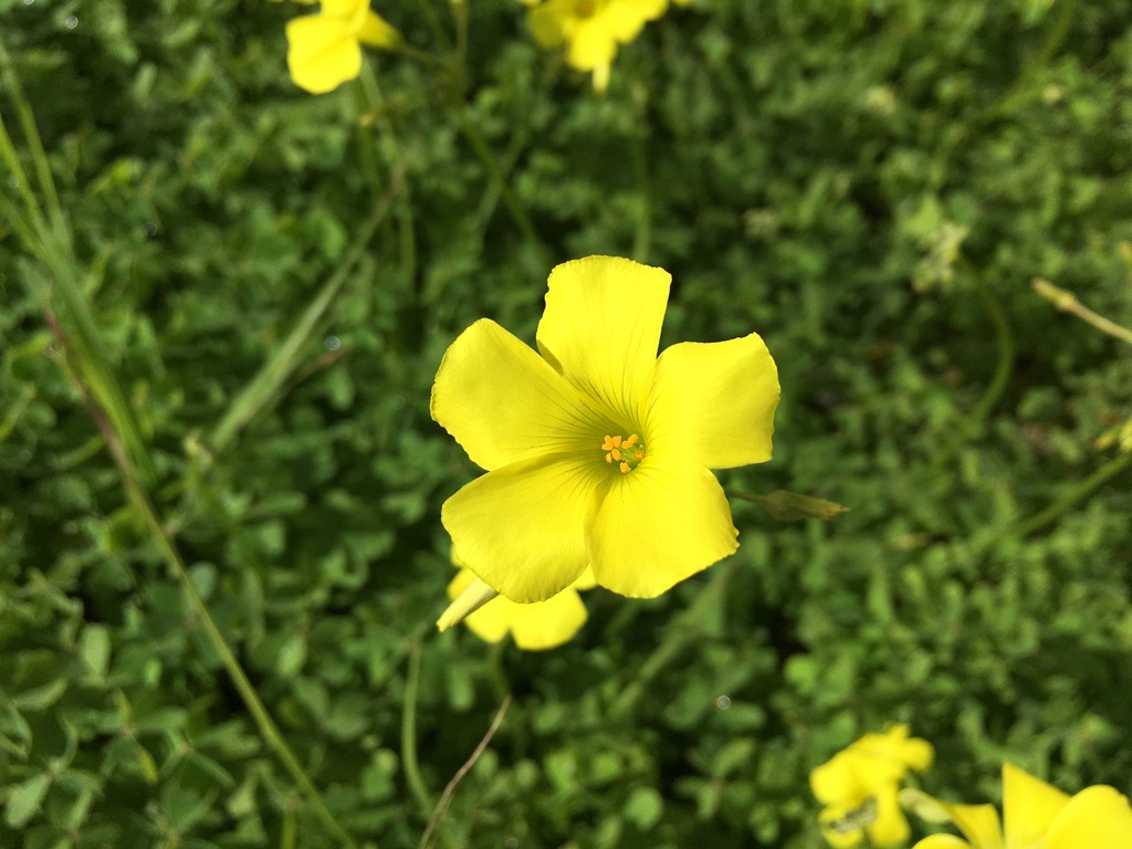 DIVAGAR SOBRE TUDO UM POUCO - Poemas, Flores, Pinturas, Férias: Flores ...
