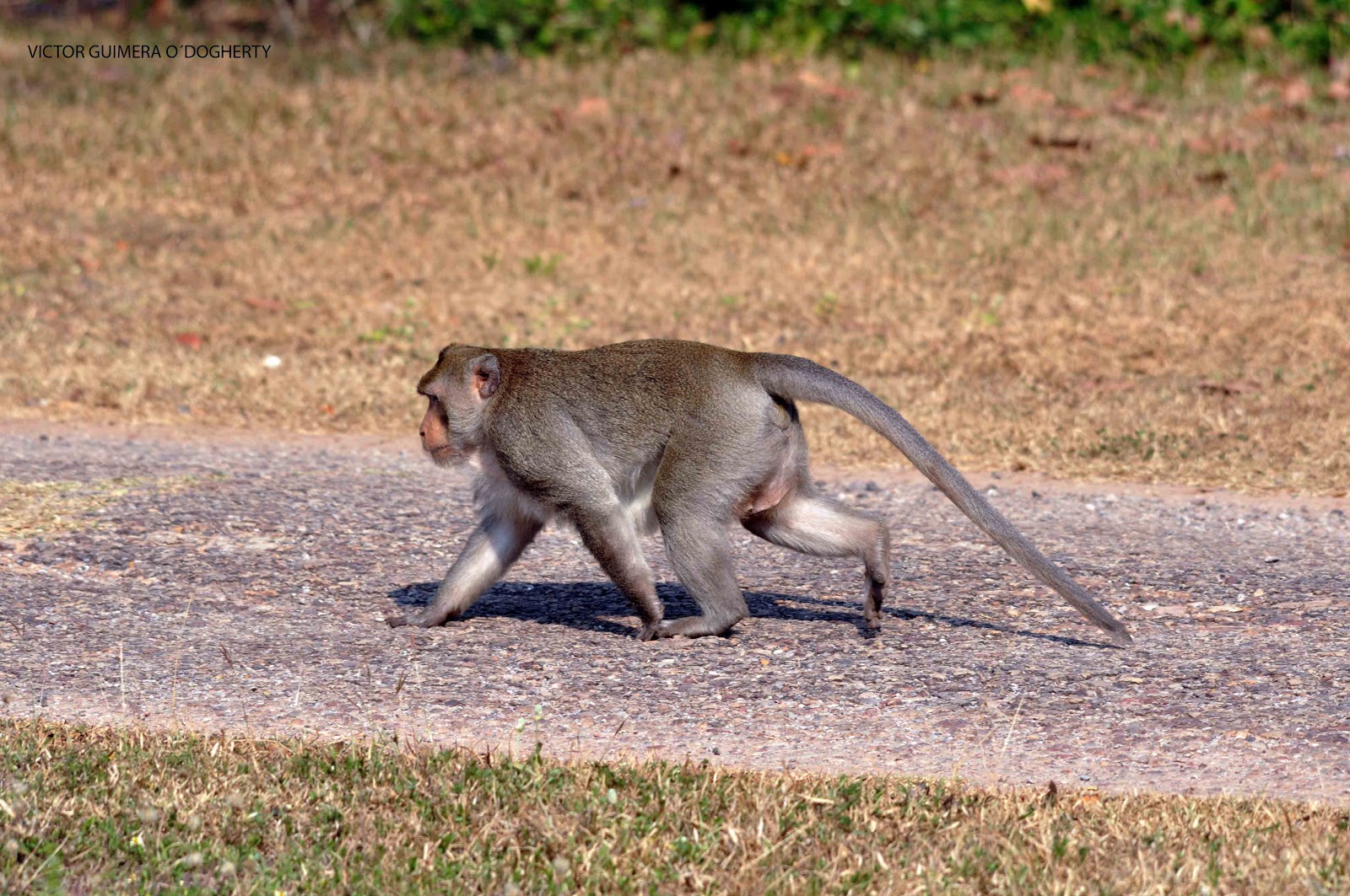 Mis imágenes de aves: EL MACACO CANGREJERO