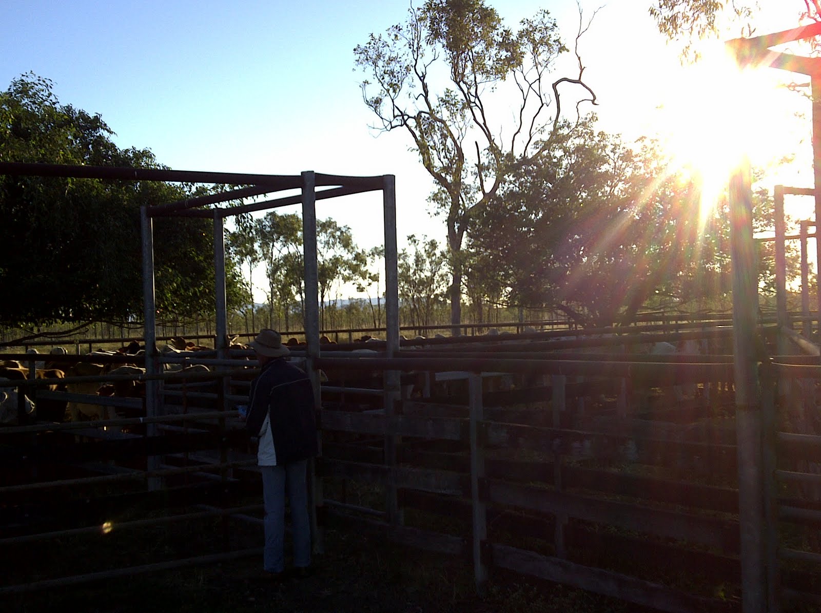 Razorback Down Under