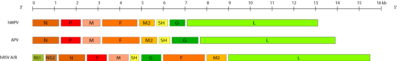 VDU's blog: A primer on human metapneumovirus (hMPV)...