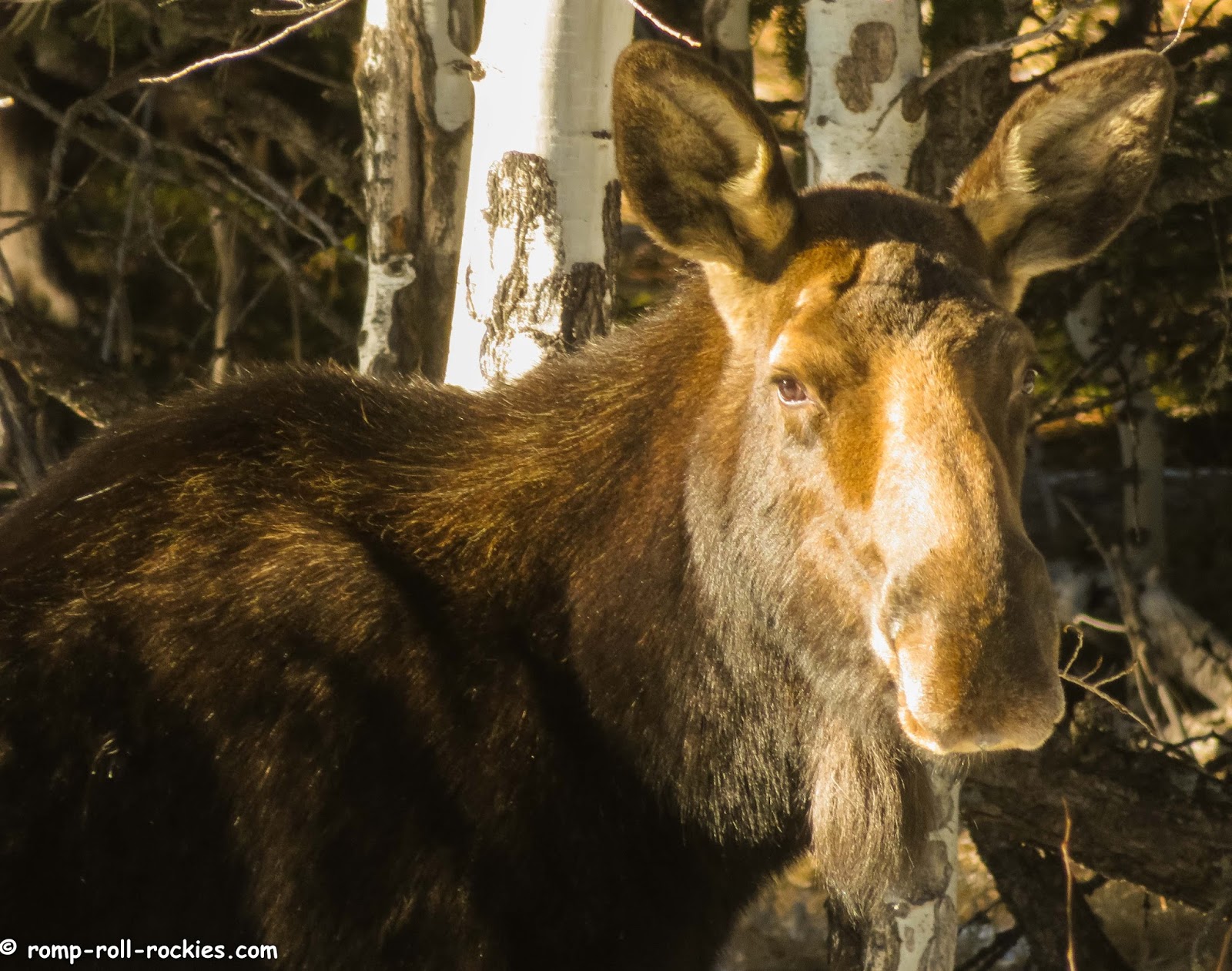 Romping and Rolling in the Rockies: A Moose Meeting