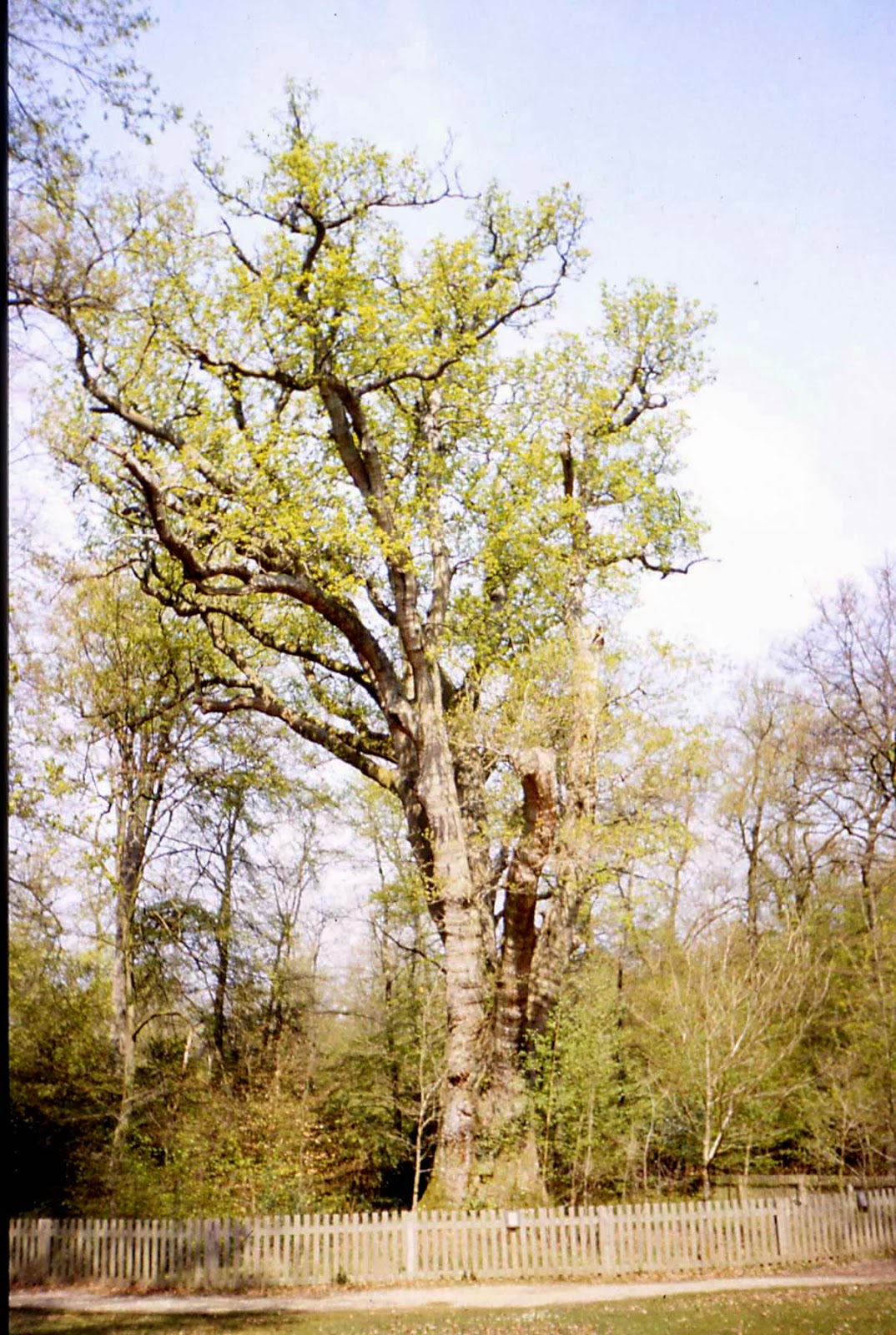 Roy's blog: HORTICULTURAL CURIOSITIES - Trees