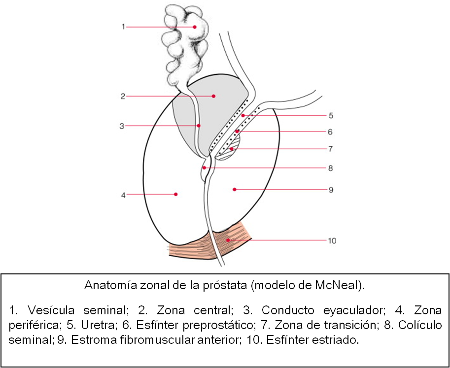Aplicar Técnicas de Valoración del Metabolismo: Anatomía de la prostata