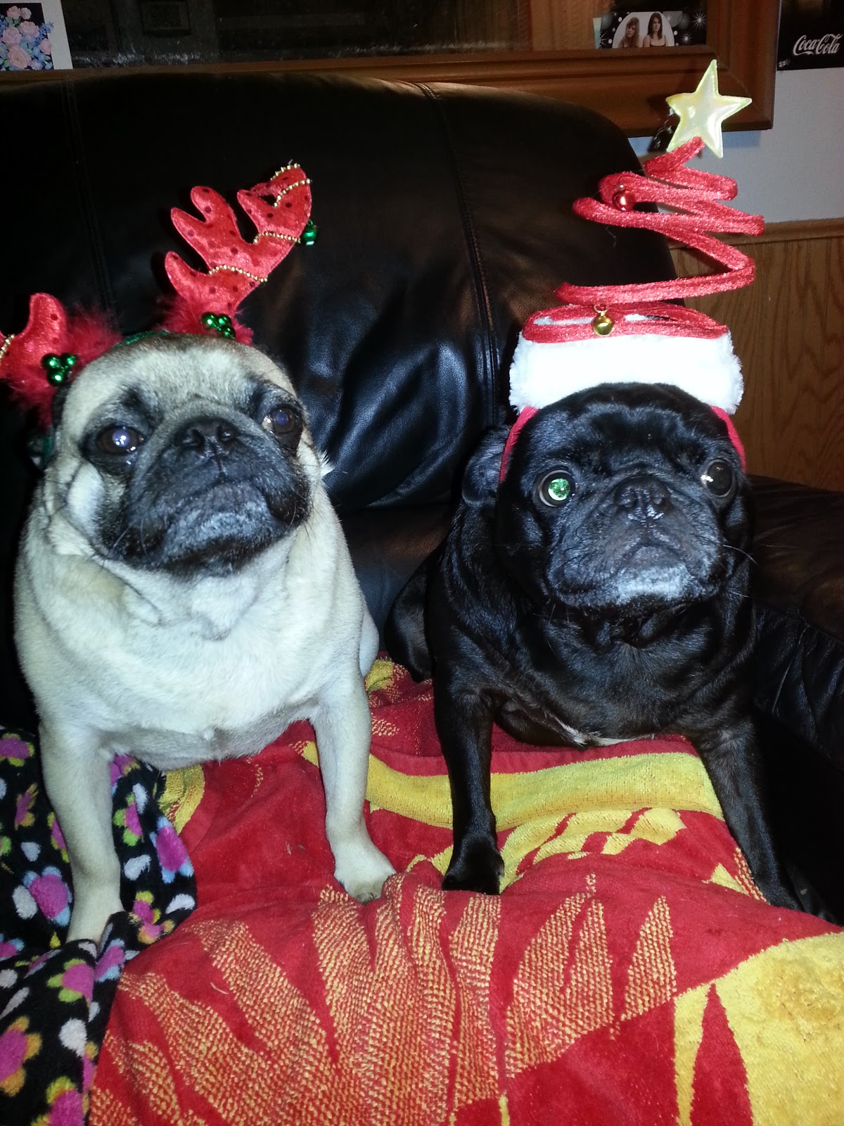 Two Pugs Adventures: Gettin Ready for Santa Pug