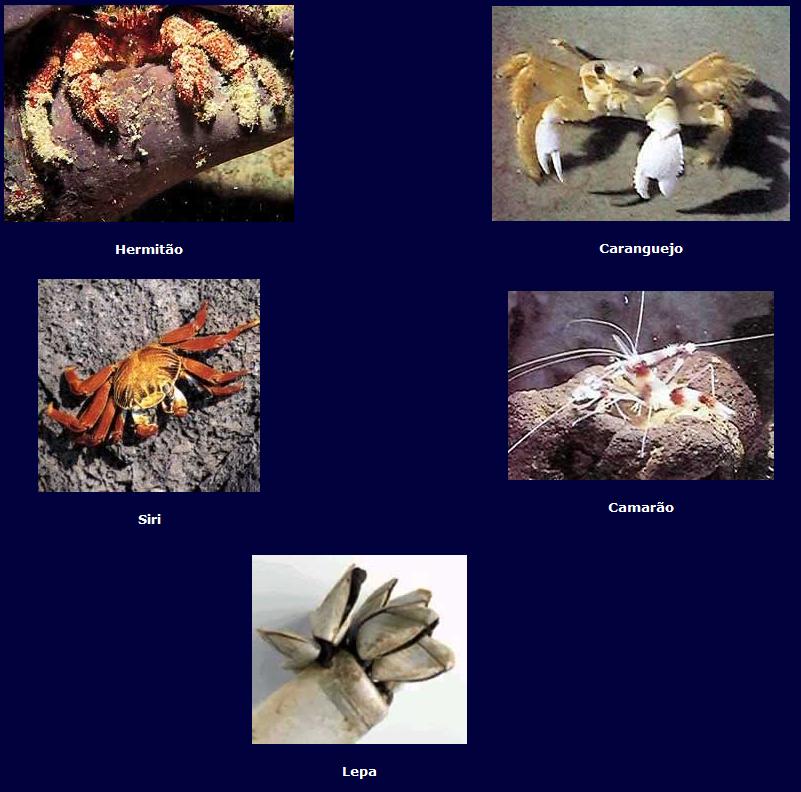 BIOLOGY: ARTROPODES