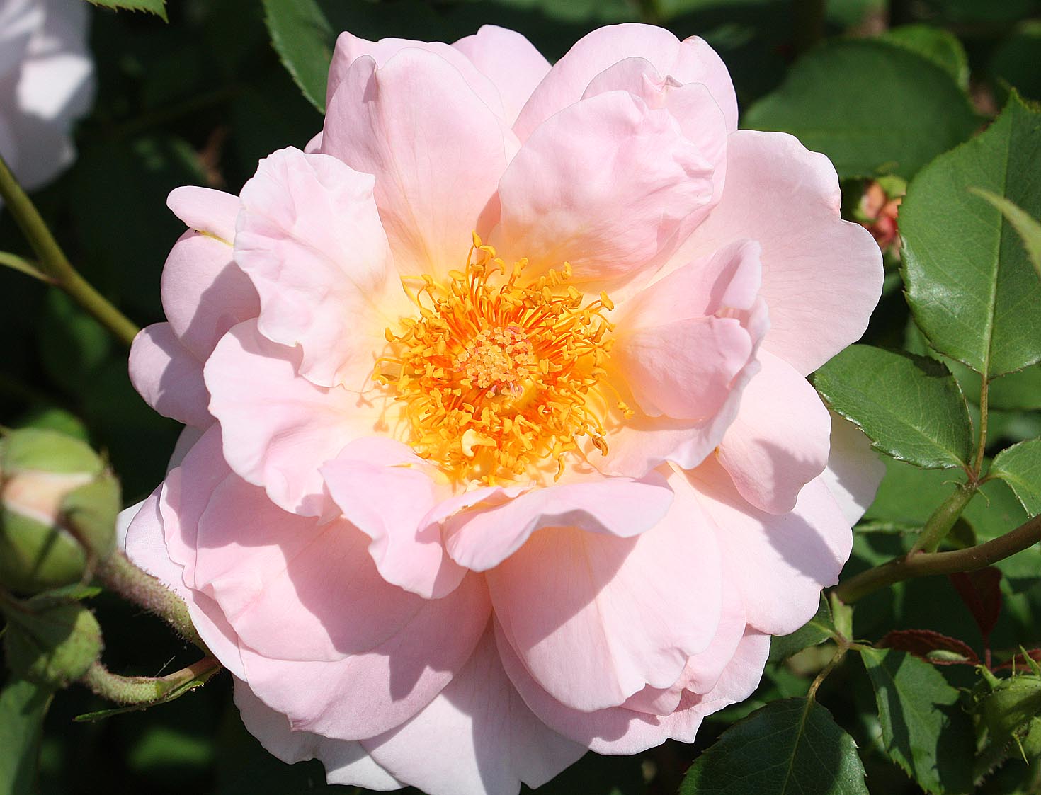 Southern Lagniappe: An Old-Fashioned Rose Garden