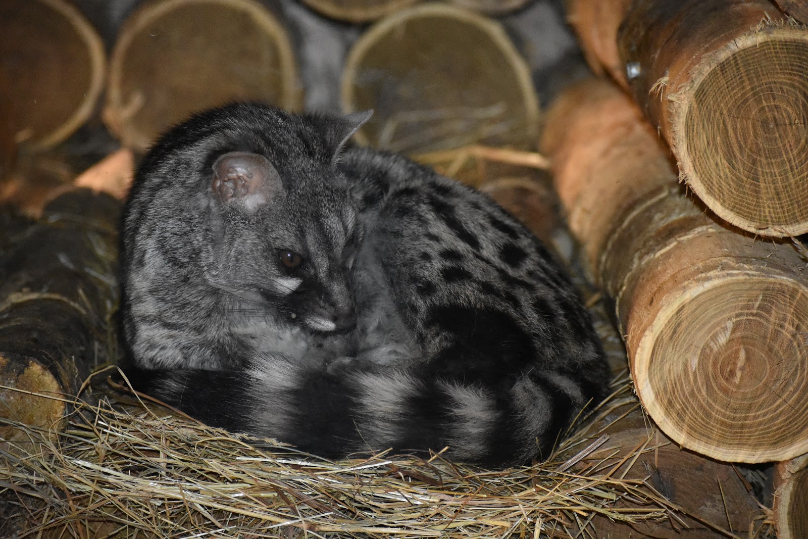 ZOOTOGRAFIANDO (6.100 ANIMALS): JINETA COMÚN / COMMON GENET (Genetta ...