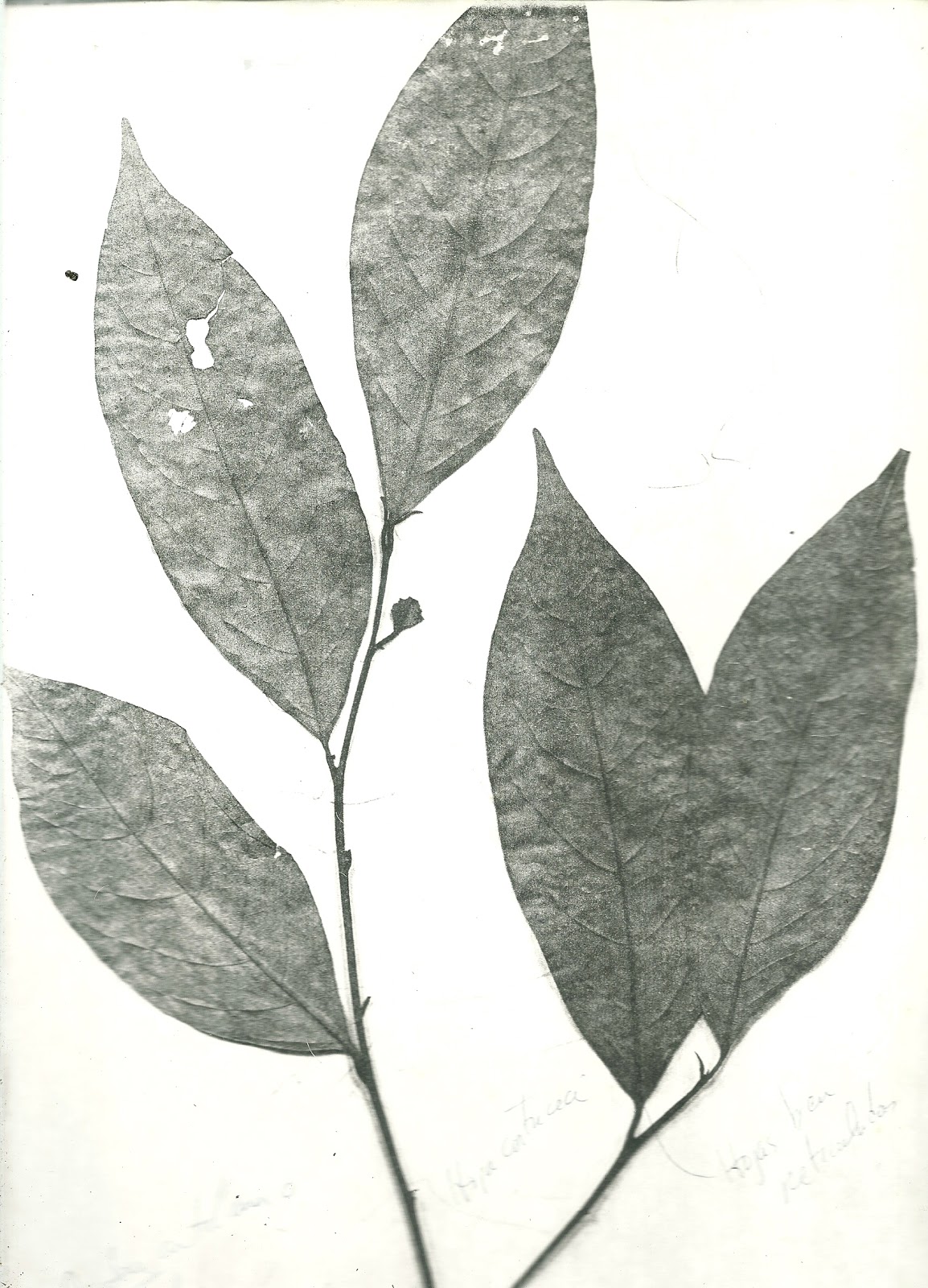 PLANT FAMILIES OF PUERTO RICO AND FLORIDA PAPO VIVES: LAURACEAE NÚM 33 ...