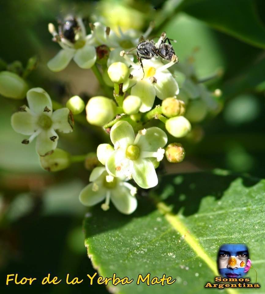 LA GRANJA DE ADRIANA: la yerba mate, el mate y su historia