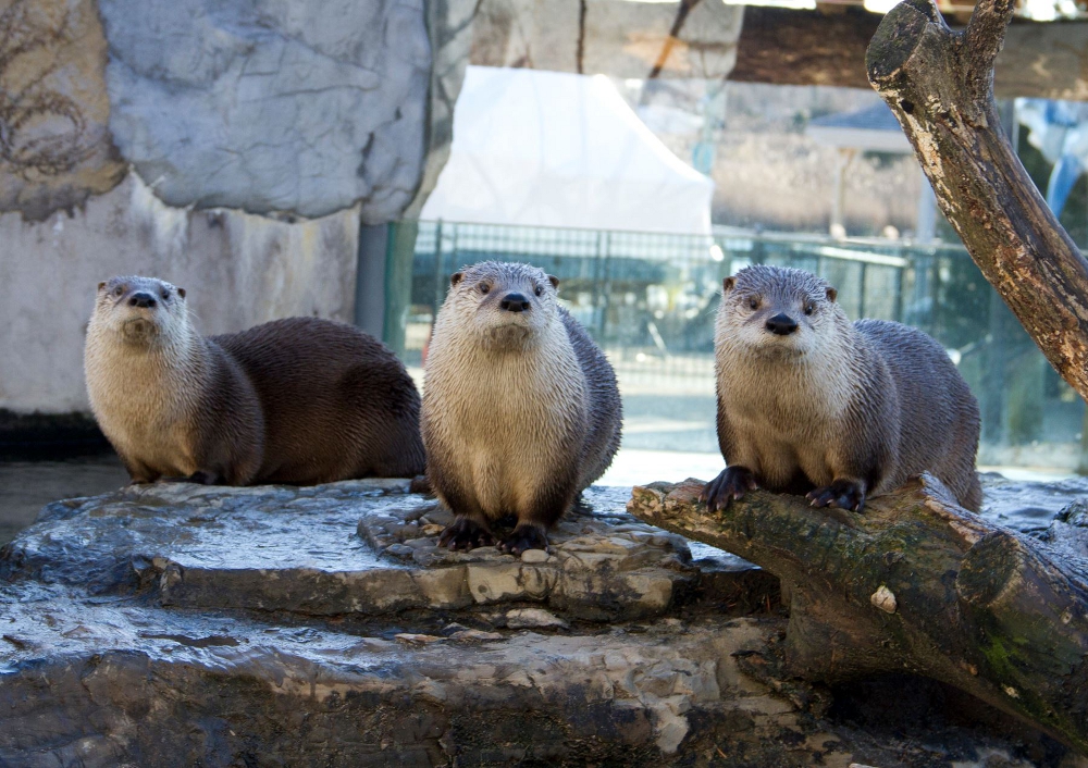 Behind the Glass: Designing a Home for Otters