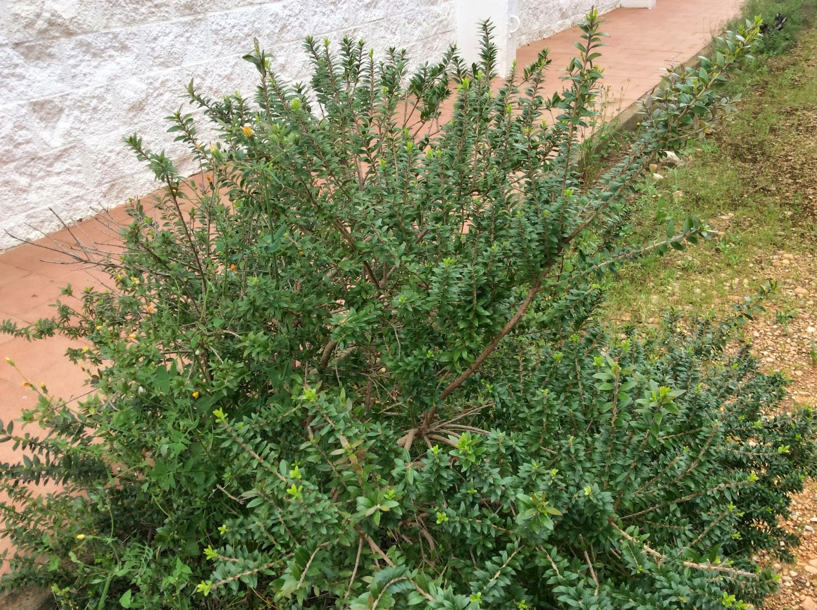 Plantas Medicinales Tian: MIRTO O ARRAYÁN