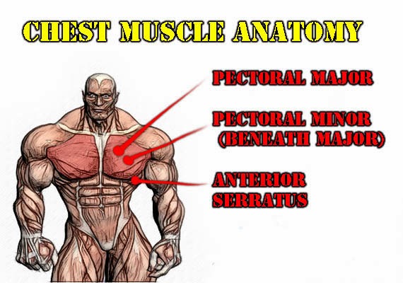 BODYBUILDING AND FITNESS: CHEST WORKOUTS