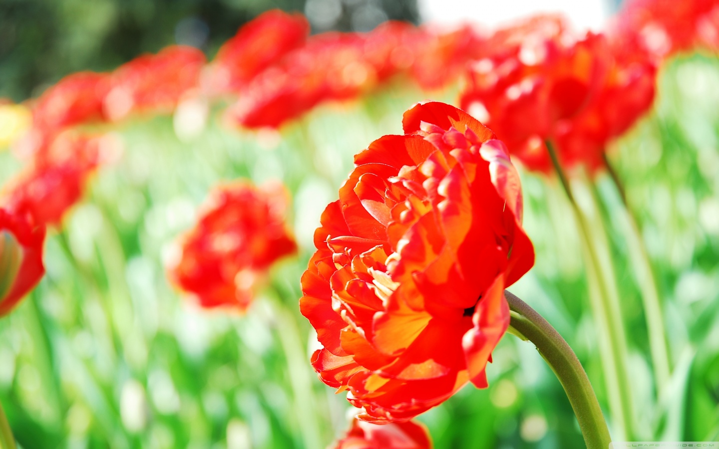 Best Pictures: Beautiful Flowres