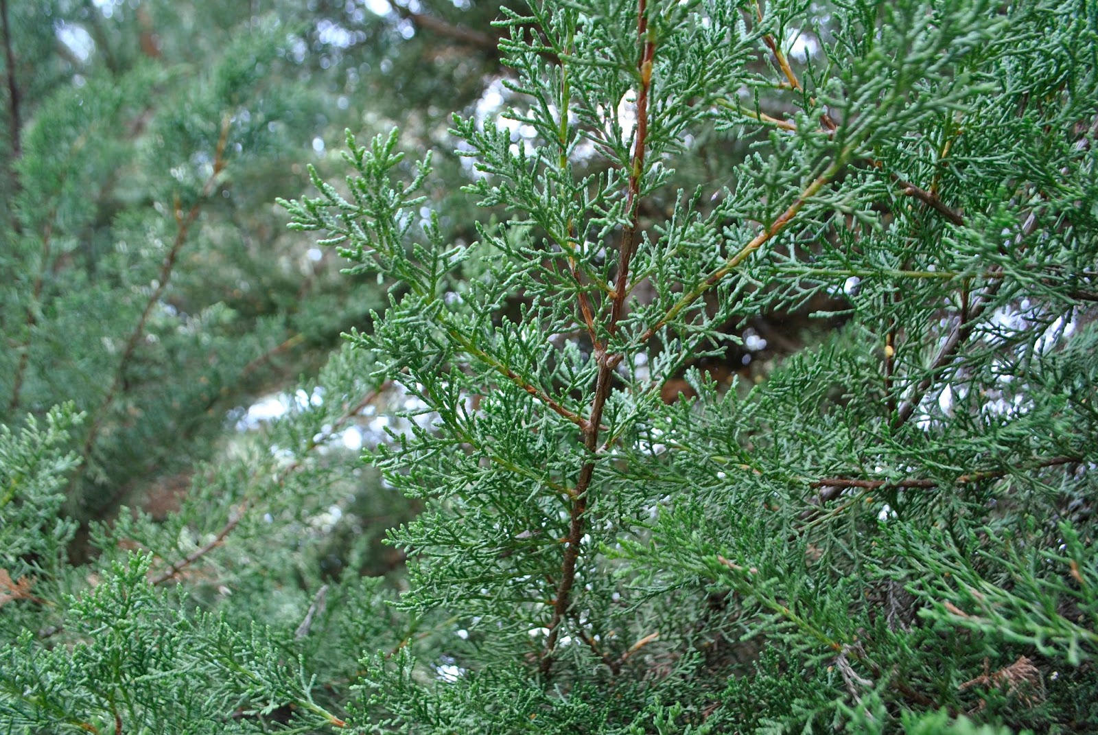 AulaTicBio: Ciprés común, (Cupressus sempervirens)
