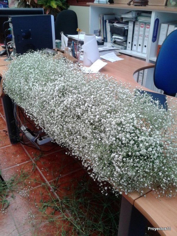 La senda del genio del lugar: CENIZO, PALO CENIZO ( Leucophyllum ...