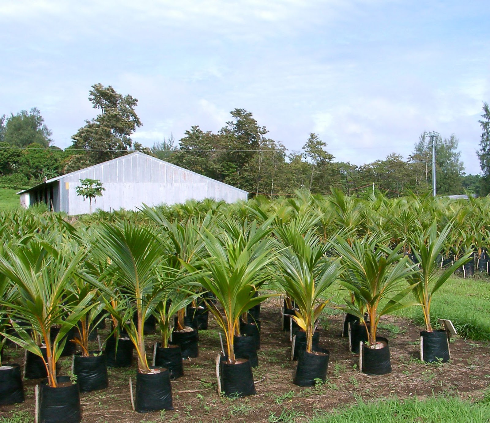 Coconut planting material for the Pacific region: Nursery management at ...