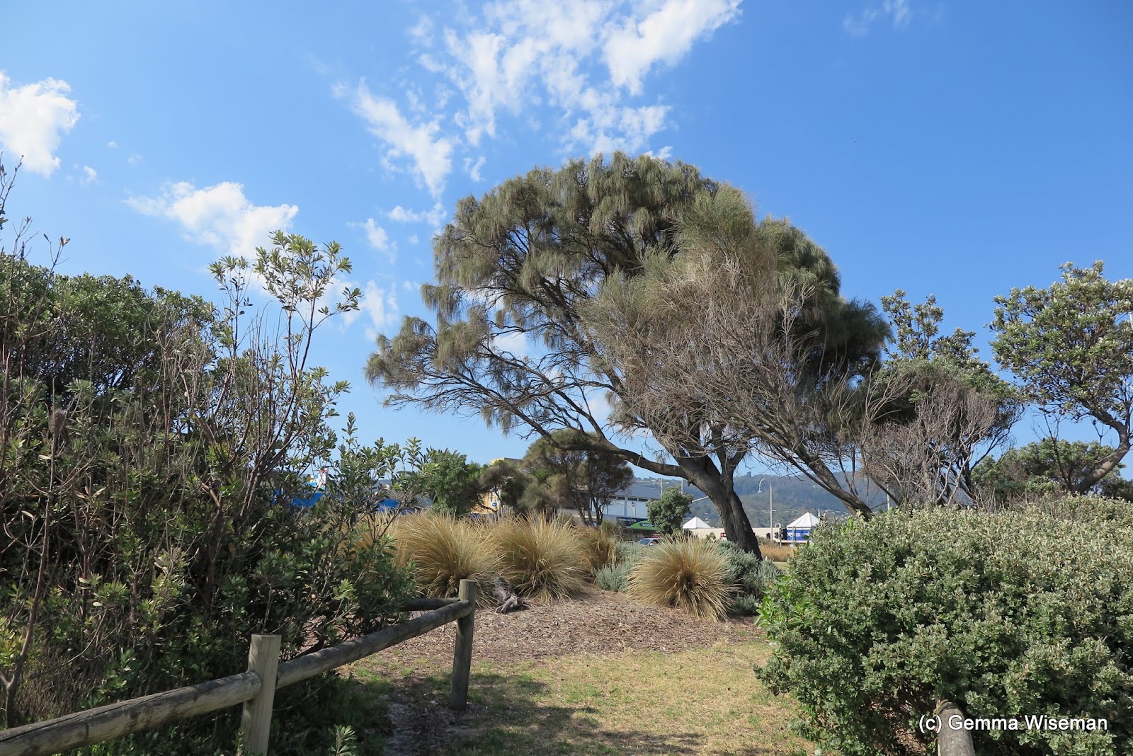Art of Trees and Plants: foreshore plants...