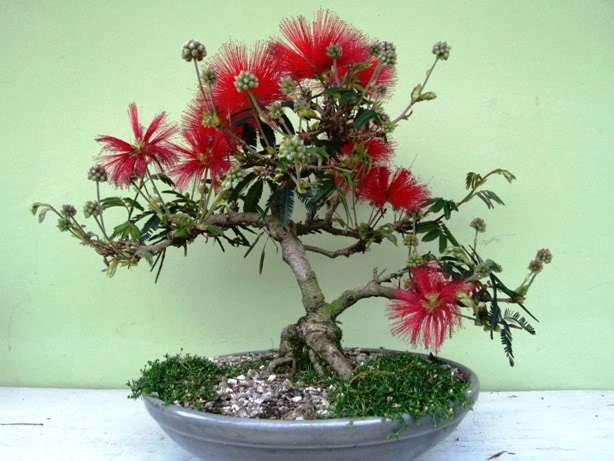 Jardim Tupiniquim: Caliandra-vermelha, Esponjinha vermelha (Calliandra ...