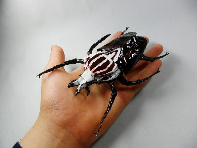 Goliath Beetle : World's largest Beetle on Earth | Most Unbelievable ...