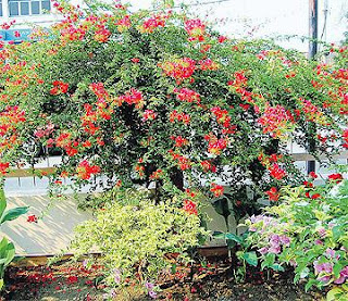 Serenemaklong: Cantik Si Bunga Kertas