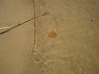 When in the Northern Neck: Northern Neck Water Trails: Currioman Bay ...