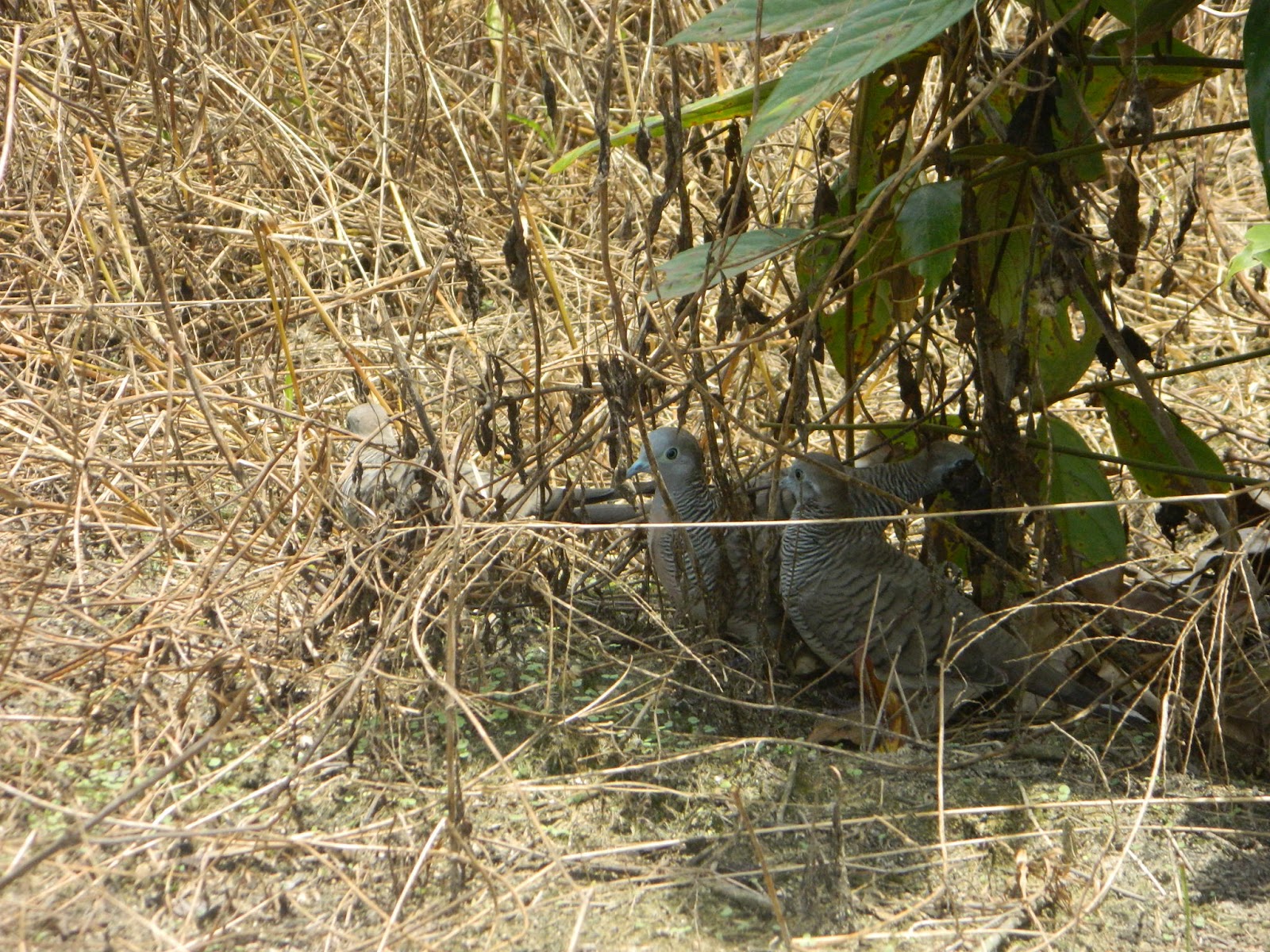 small log cabin and a little farm: Birds of Air Karah : Four small ...