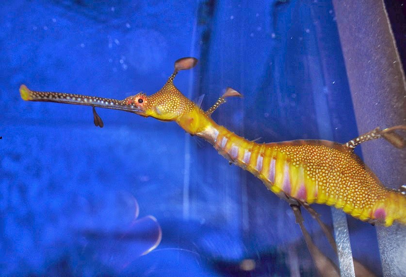 ZOOTOGRAFIANDO (6.100 ANIMALS): DRAGÓN DE MAR COMÚN / COMMON SEADRAGON ...