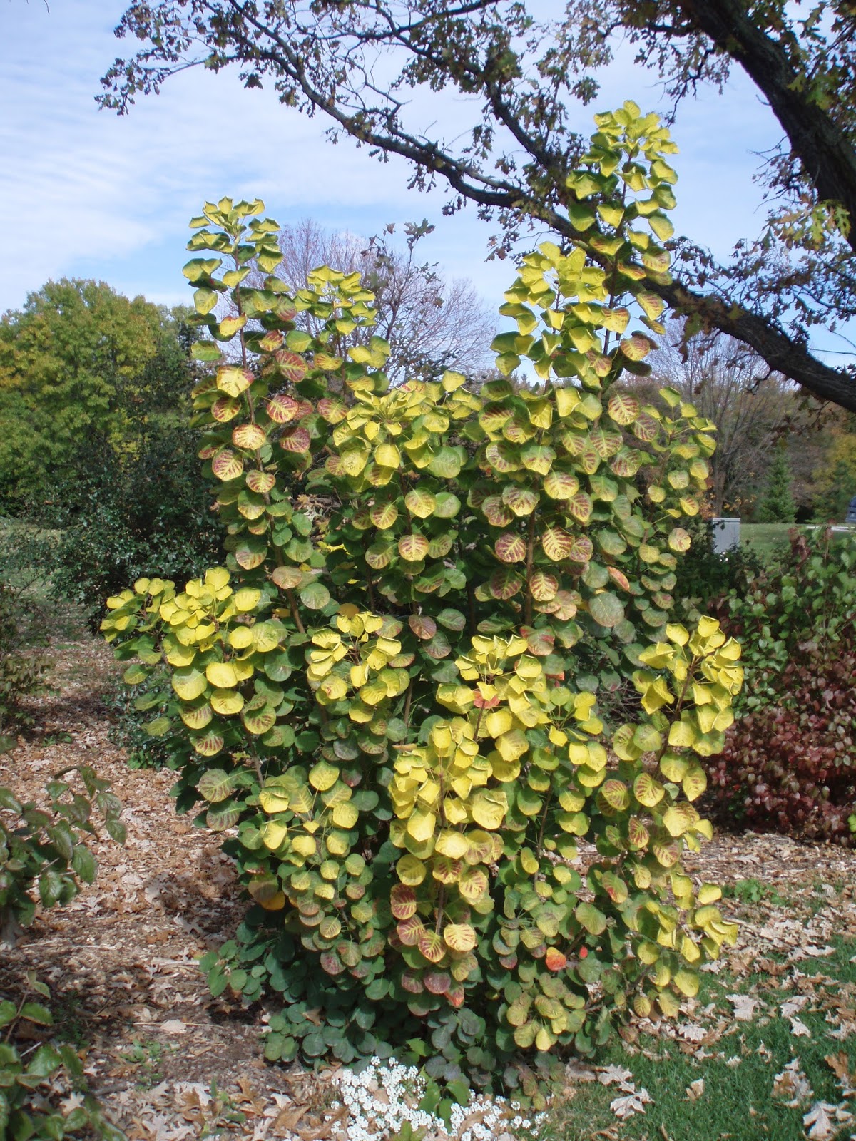 Golden Spirit Smokebush - Rotary Botanical Gardens