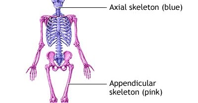 Science Blog: AXIAL AND APPENDICULAR SKELETON (8TH)