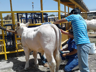 Zootecnia: La Zootecnia