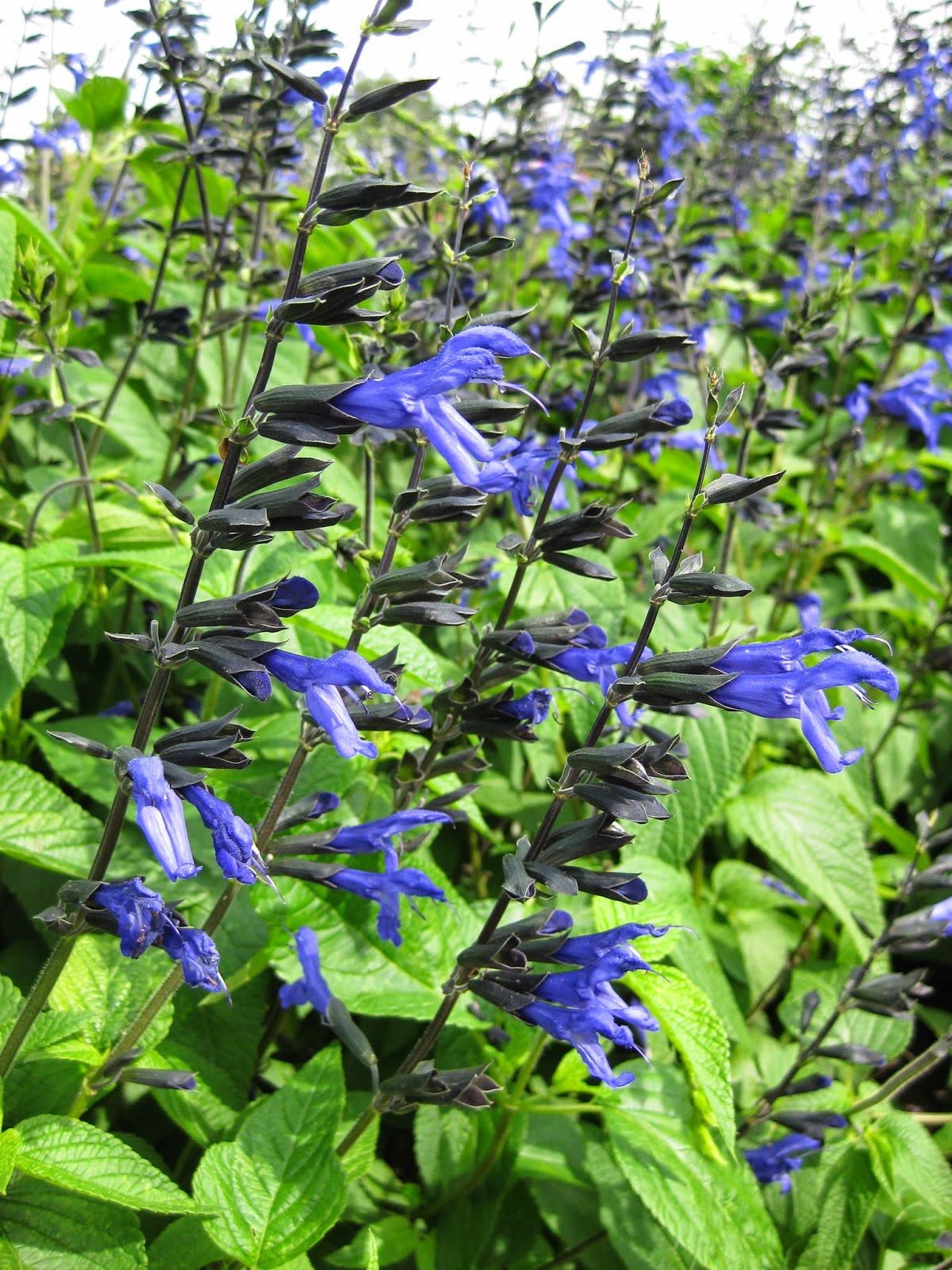 Rotary Botanical Gardens - Hort Blog: Hummingbirds Are Requesting ...