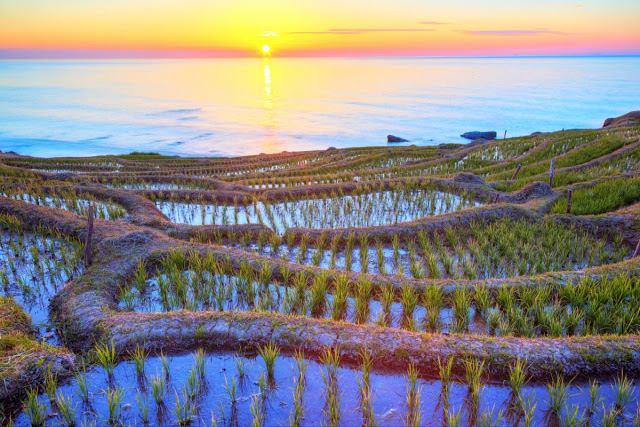 Wow, Sawah di Tepi Laut ini Bercahaya di Malam Hari