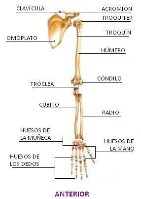 HUESOS DE LAS EXTREMIDADES SUPERIORES - Imagenes de Amor Bonitas