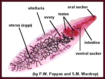 Parasitophilia: Of Ants and Ungulates: The Notorius Dicrocoelium ...