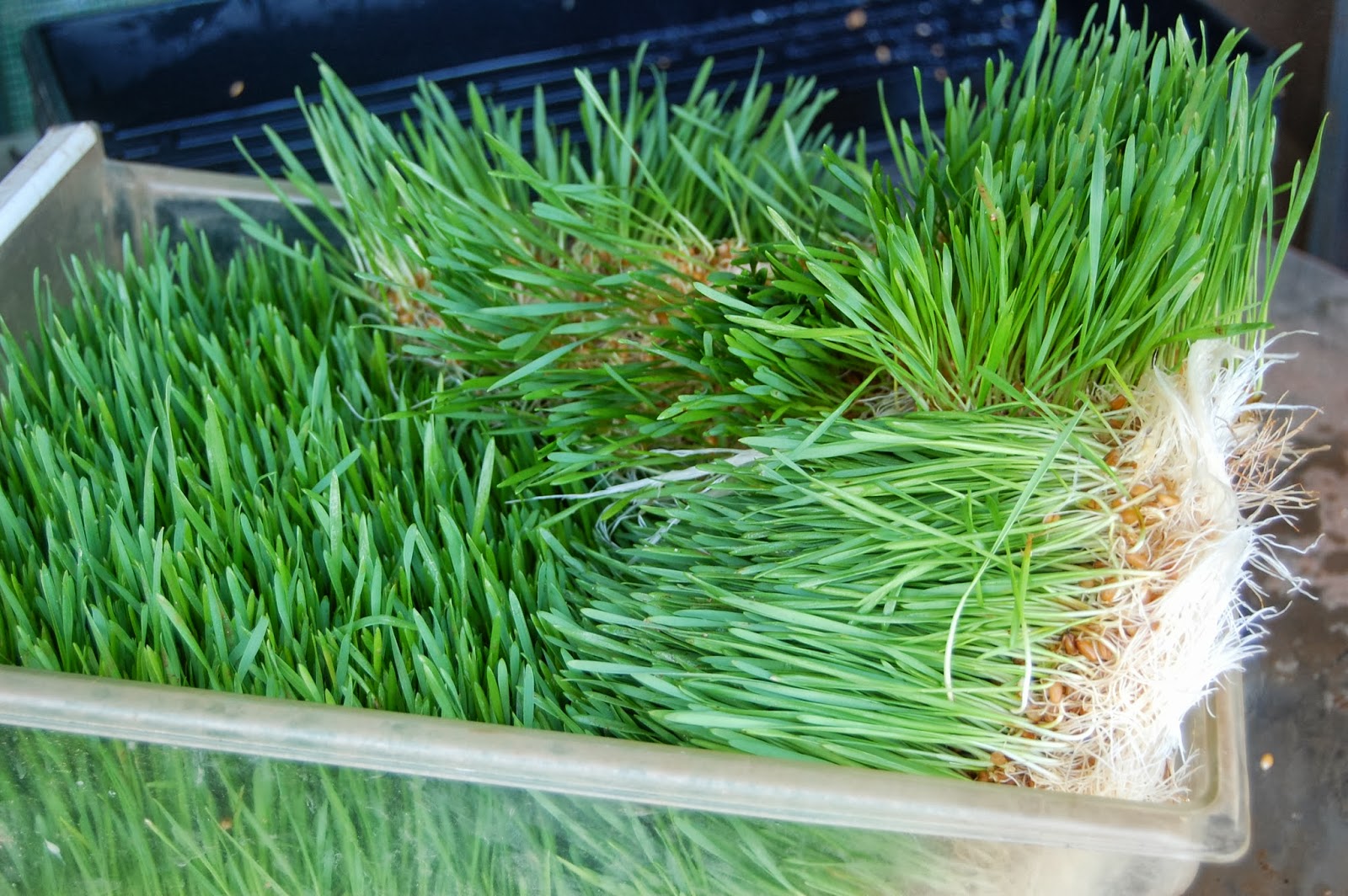 Texas Rebel Girl: Growing Your Own Fodder