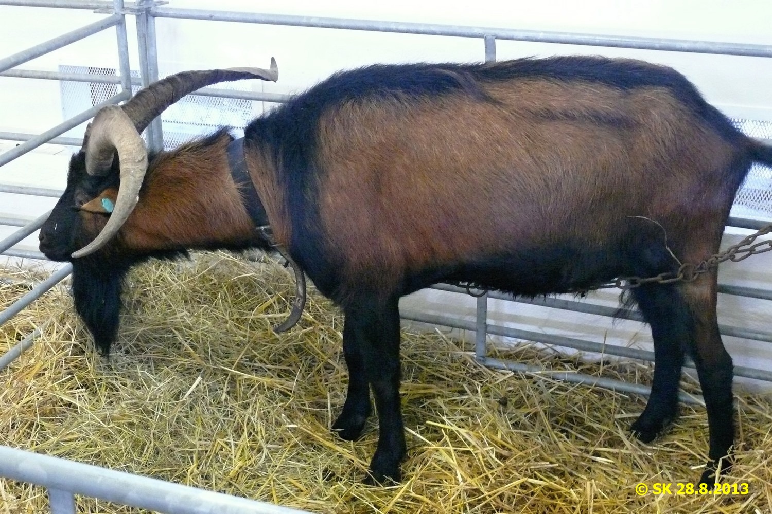 Rozhledy : Kozel na univerzitě