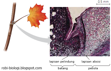 ETILEN - BELAJAR BIOLOGI