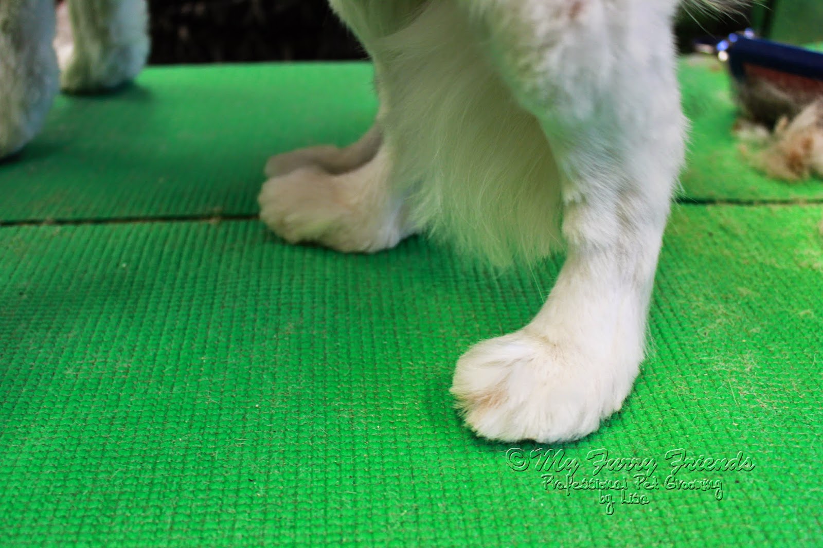 Pet Grooming: The Good, The Bad, & The Furry: Full Short Feet