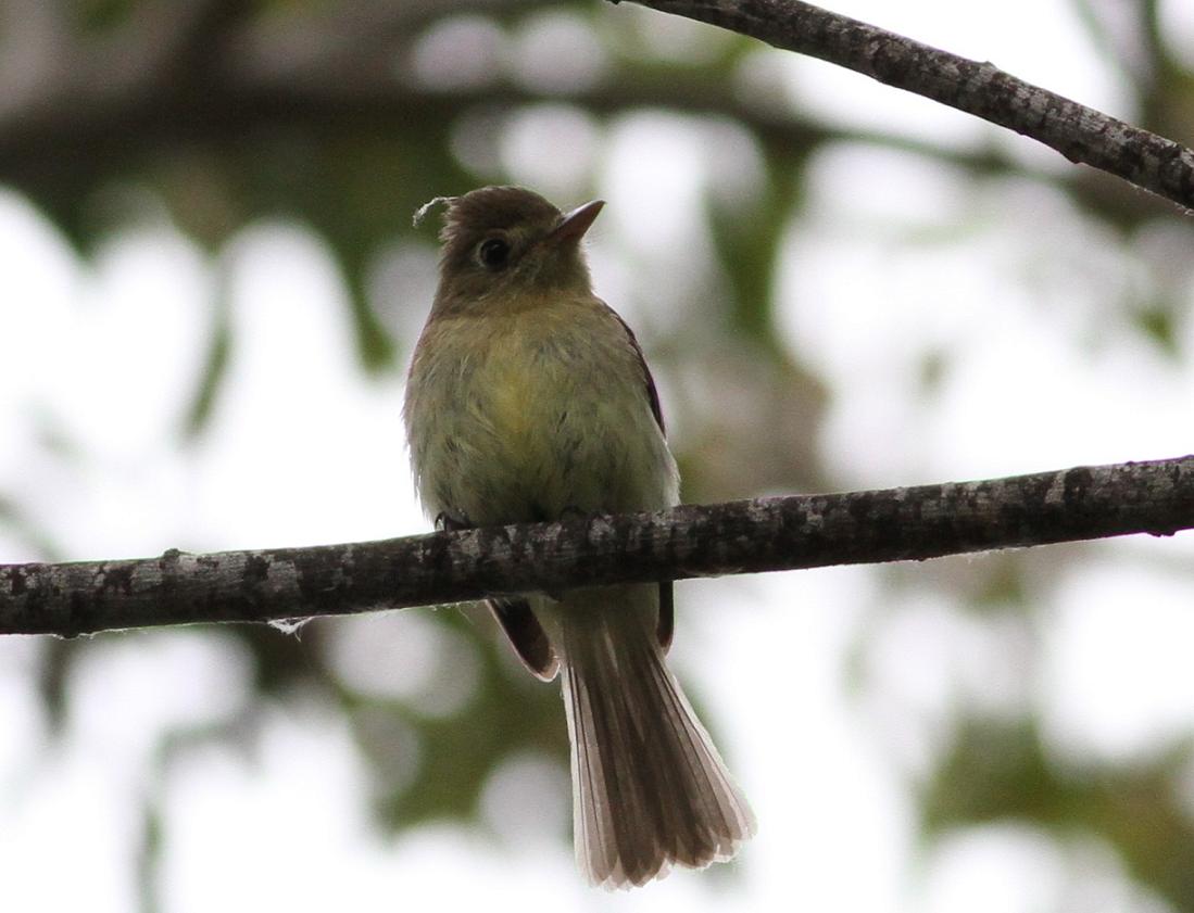 Jo's Morning Walk: Guajome Park "a Place of the Frogs"