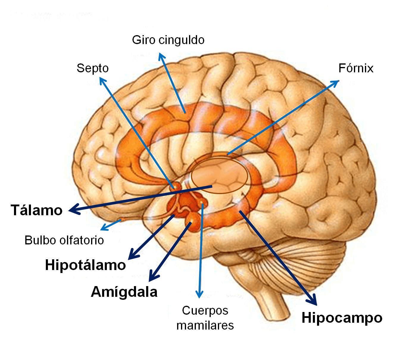 NeuroEduFit: abril 2019