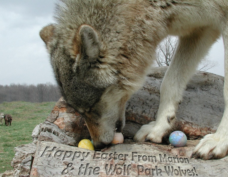 White Wolf : Celebrate Easter Egg Hunt With Amazing Wolves