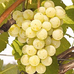 Cayuga White - Alchetron, The Free Social Encyclopedia