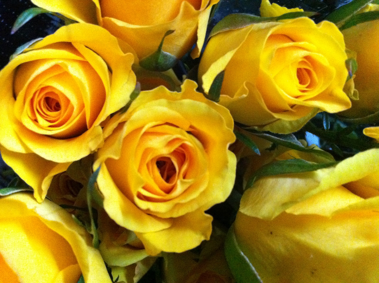 The Enchanted Petal: Lovely is the Rose