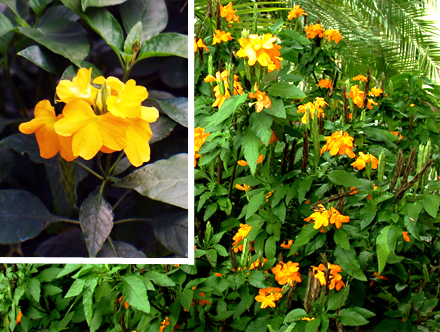 CROSSANDRA ~ magnificent green