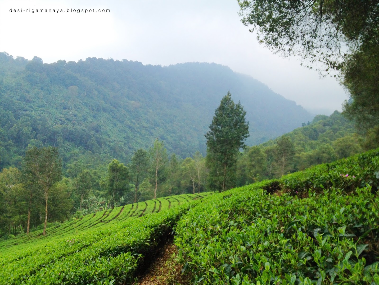 Agro Wisata Gunung Mas | Desi's Journey