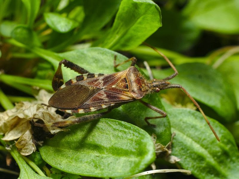 Quantenbits / diebrain Blog: Die Wanze