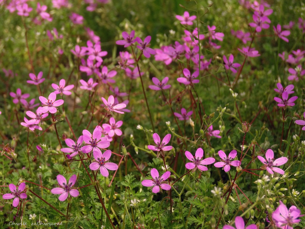 Chwile zaChwycone: Bociani nosek, iglica pospolita