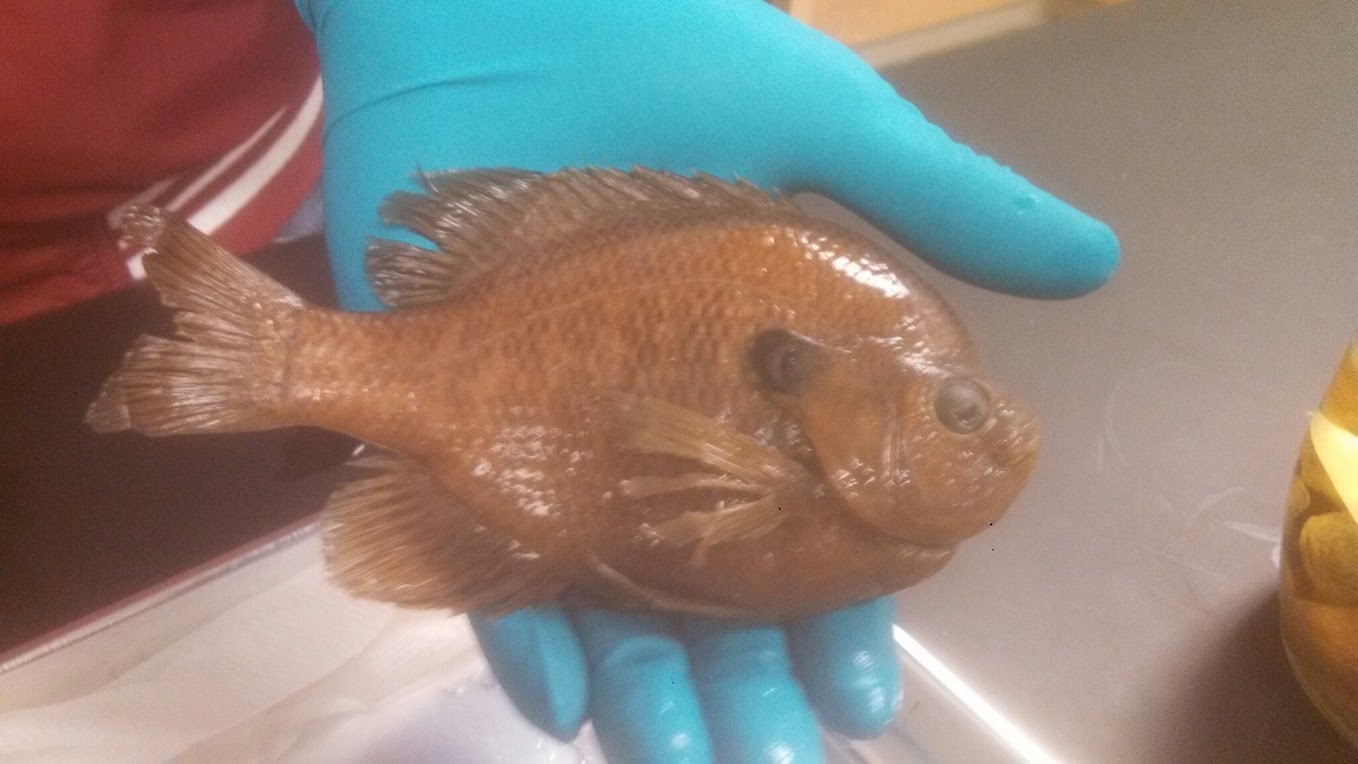 JCU Aquatic Resources : The Common Fish of Ohio by Meaghan Gade and Ben ...