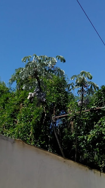 Cultura Guaraní: El ambay