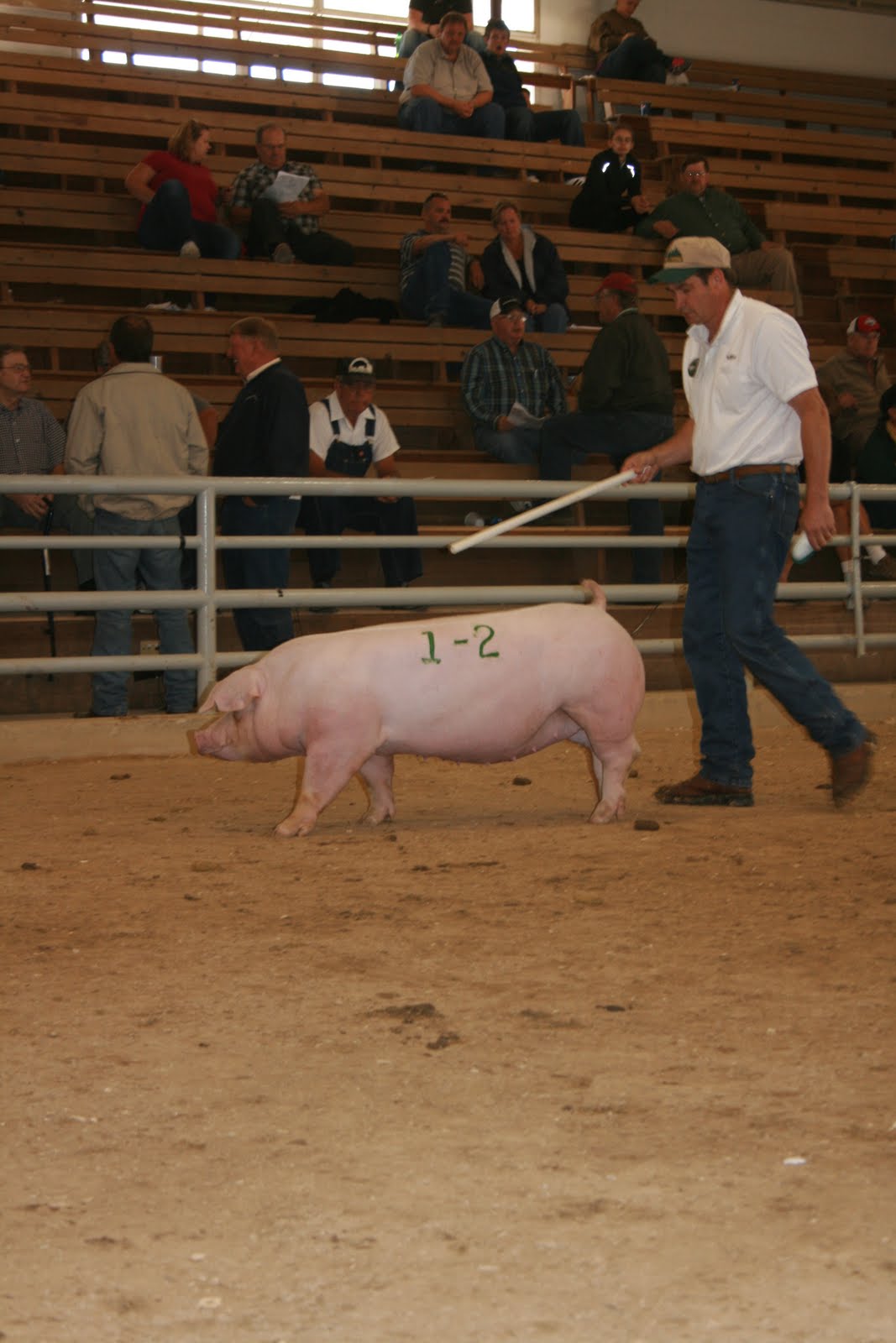 National Swine Registry: 2011 National Barrow Show Landrace Breeding ...